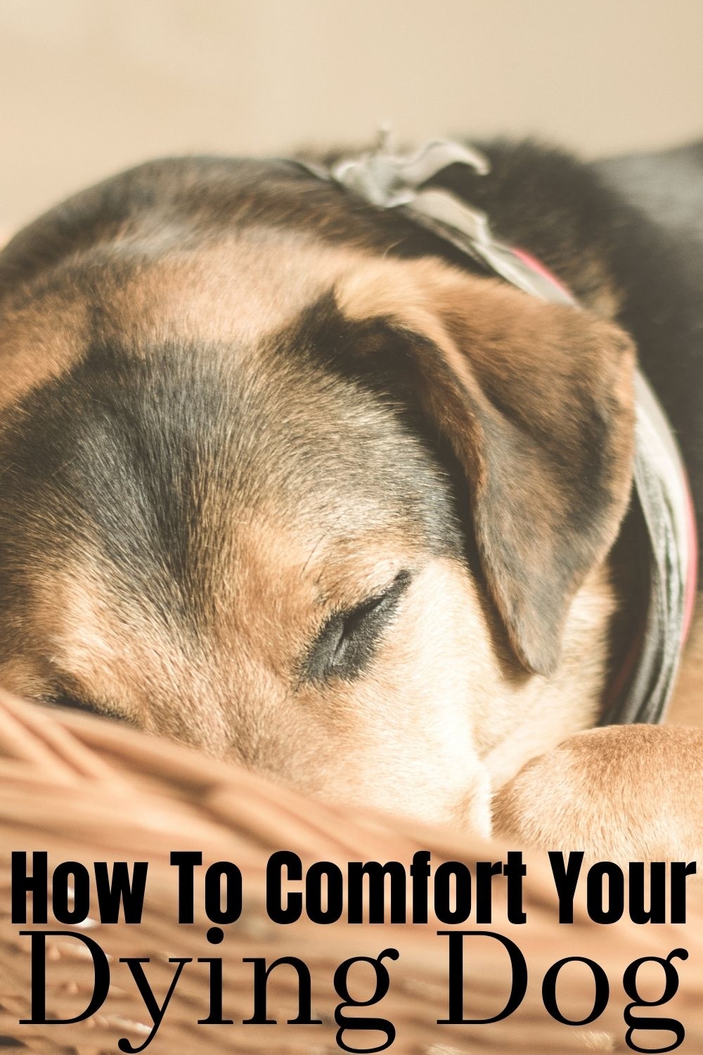 11 Natural Ways To Comfort Your Dying Dog At Home 11 Natural Ways To Comfort Your Dying Dog At Home